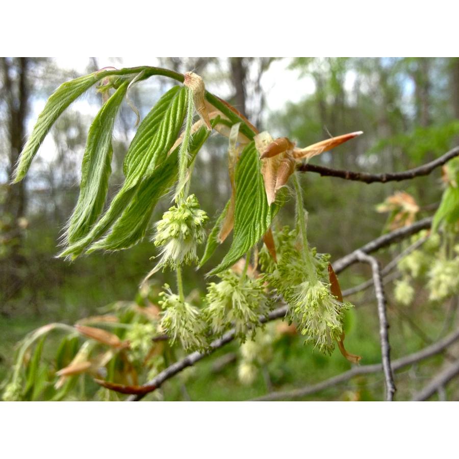 アメリカブナ 種子10粒 American beech 10 seeds : H.I.Tree C’s Yahoo!店 - 通販 - Yahoo!ショッピング