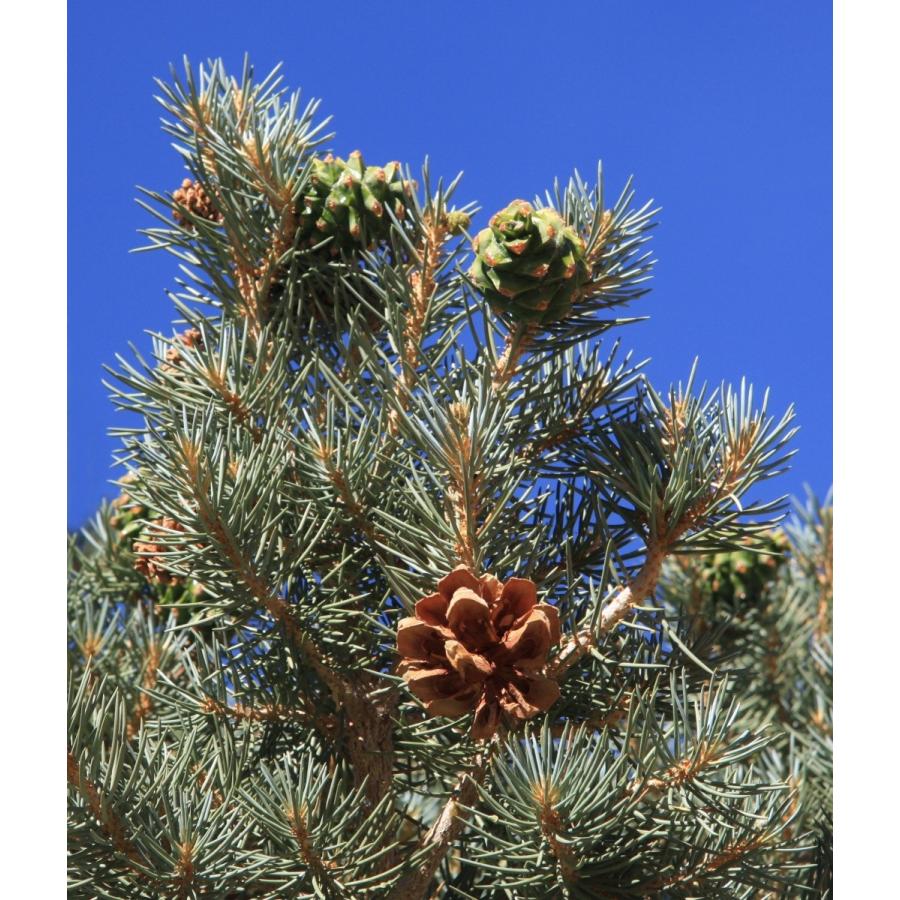 アメリカヒトツバマツ＜米国一葉松＞ [カリフォルニア州産] 種子5粒 Single-leaf pinyon California 5 seeds : H.I.Tree C’s Yahoo!店 ...