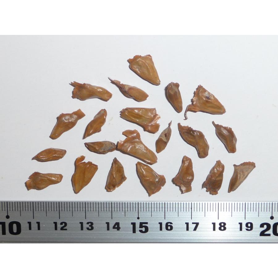 スペインモミ 種子20粒 Spanish fir 20 seeds : H.I.Tree C’s Yahoo!店 - 通販 - Yahoo!ショッピング