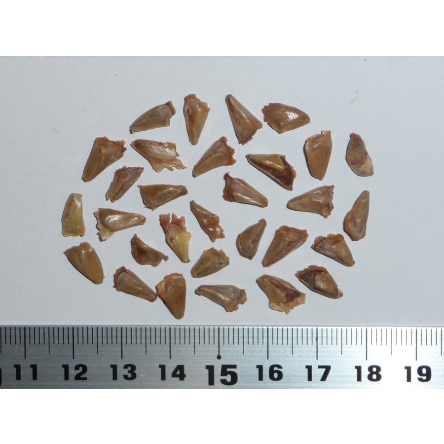 コロラドモミ [コロラド州サンイザベル産] 種子30粒 Colorado white fir CO, San Isabel 30 seeds ...