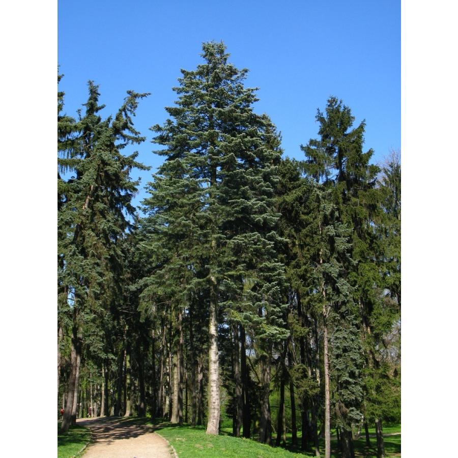 コロラドモミ [コロラド州サンイザベル産] 種子30粒 Colorado white fir CO, San Isabel 30 seeds ...