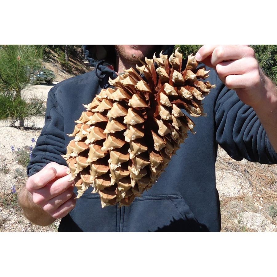 シシマツ（コールター松） 種子5粒 Big-cone pine 5 seeds : H.I.Tree C’s Yahoo!店 - 通販 - Yahoo!ショッピング
