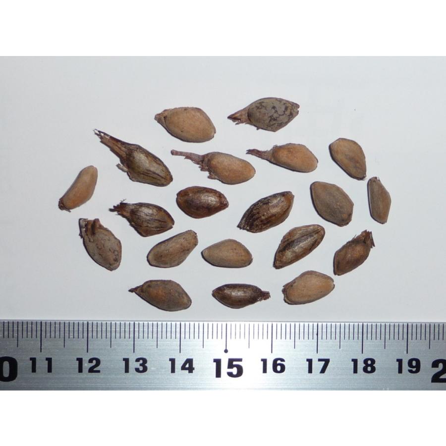 ヒマラヤマツ＜ヒマラヤ松＞ 種子20粒 Chir pine (Longleaf Indian pine) 20 seeds : H.I ...