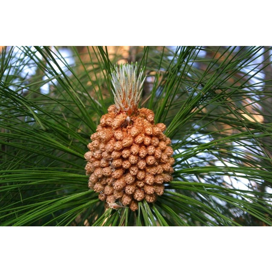 ヒマラヤマツ＜ヒマラヤ松＞ 種子20粒 Chir pine (Longleaf Indian pine) 20 seeds : H.I ...