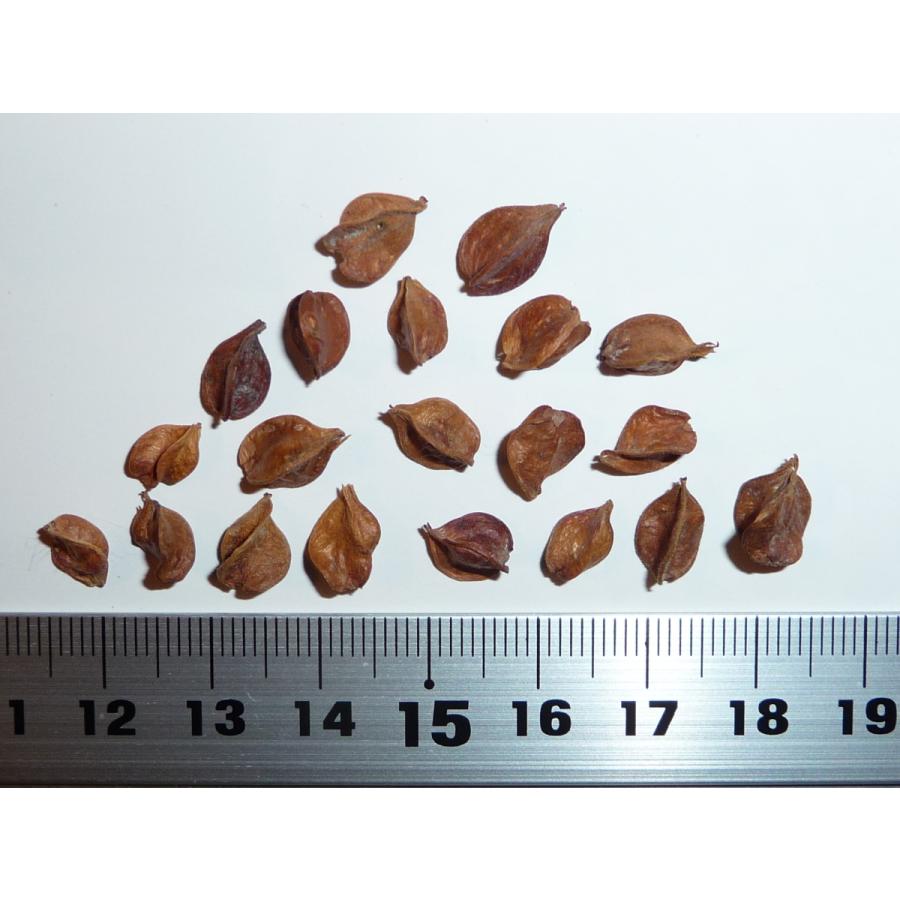 レンガブナ 種子20粒 Lenga beech 20 seeds : H.I.Tree C’s Yahoo!店 - 通販 - Yahoo!ショッピング