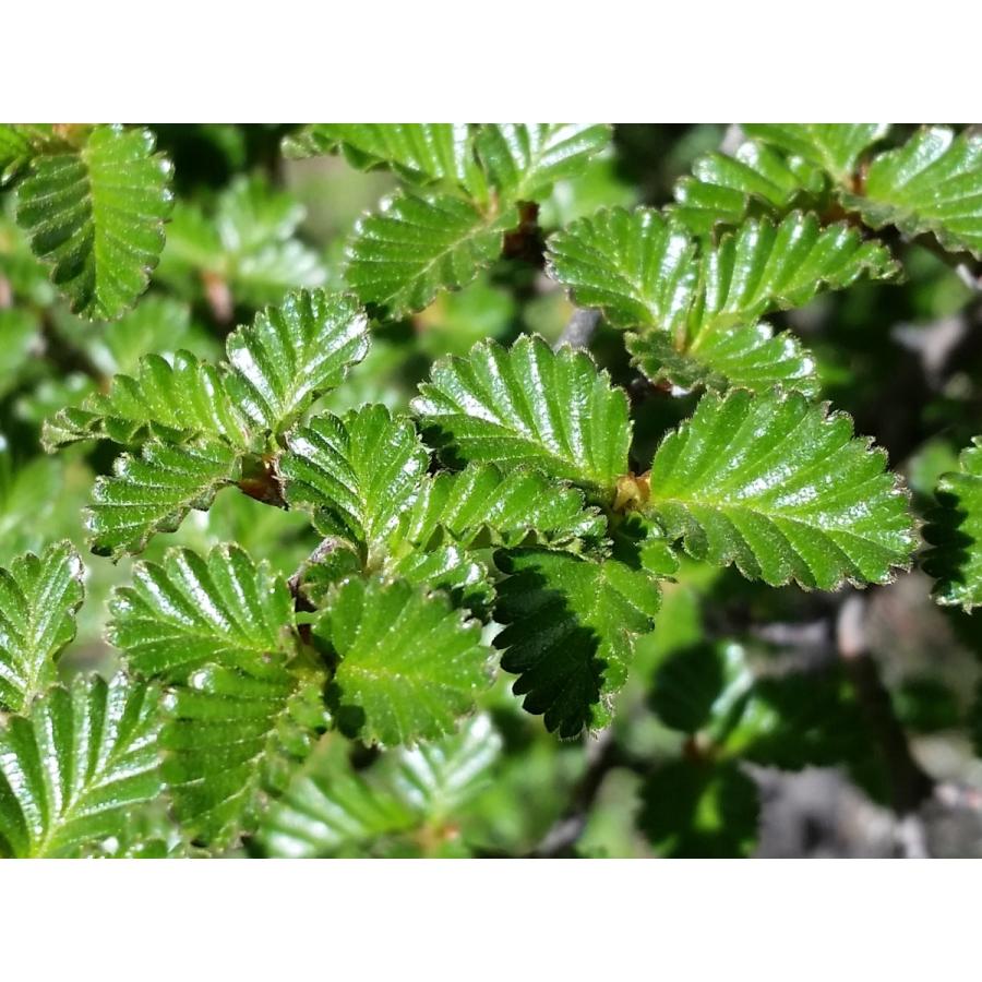 レンガブナ 種子20粒 Lenga beech 20 seeds : H.I.Tree C’s Yahoo!店 - 通販 - Yahoo!ショッピング