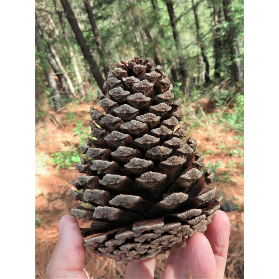 モンテスママツ＜モンテスマ松＞ 種子20粒 Montezuma pine 20 seeds : H.I.Tree C’s Yahoo!店 ...