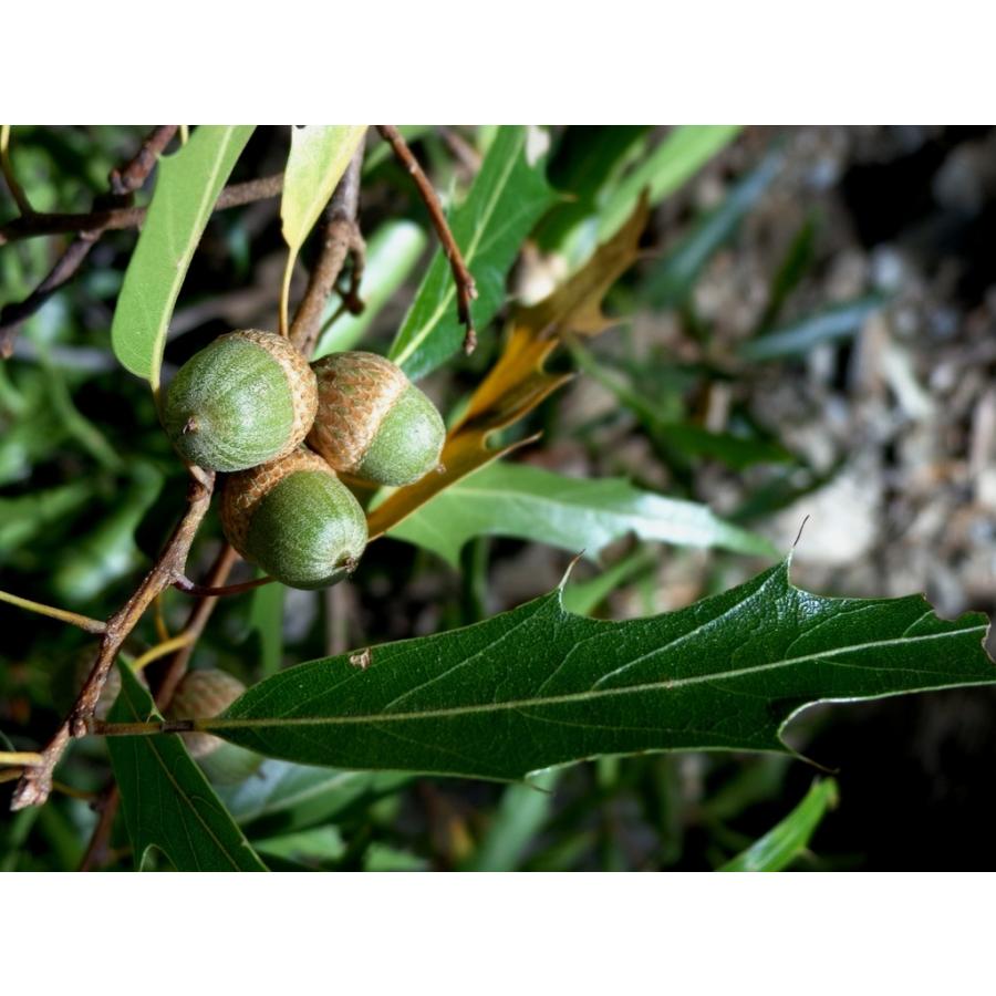チソスオーク 種子10粒 Chisos oak 10 seeds : 103593942499 : H.I.Tree C’s Yahoo!店 ...