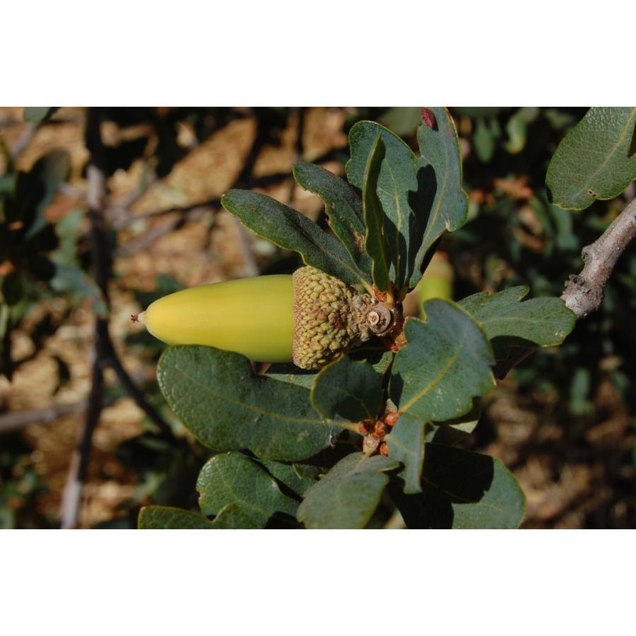 ブルーオーク 種子5粒 Blue oak 5 seeds : H.I.Tree C’s Yahoo!店 - 通販 - Yahoo!ショッピング