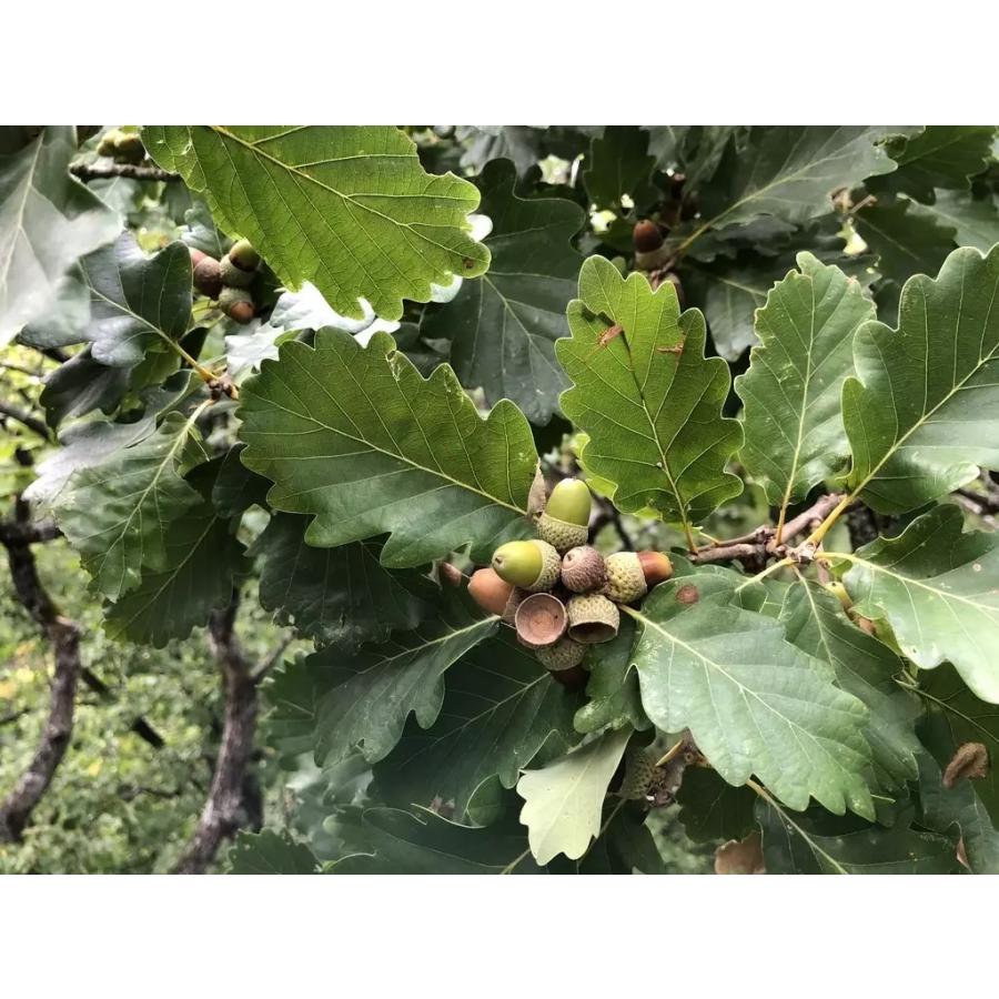 フユナラ（セシルオーク） 種子5粒 Sessile oak 5 seeds : H.I.Tree C’s Yahoo!店 - 通販 - Yahoo!ショッピング
