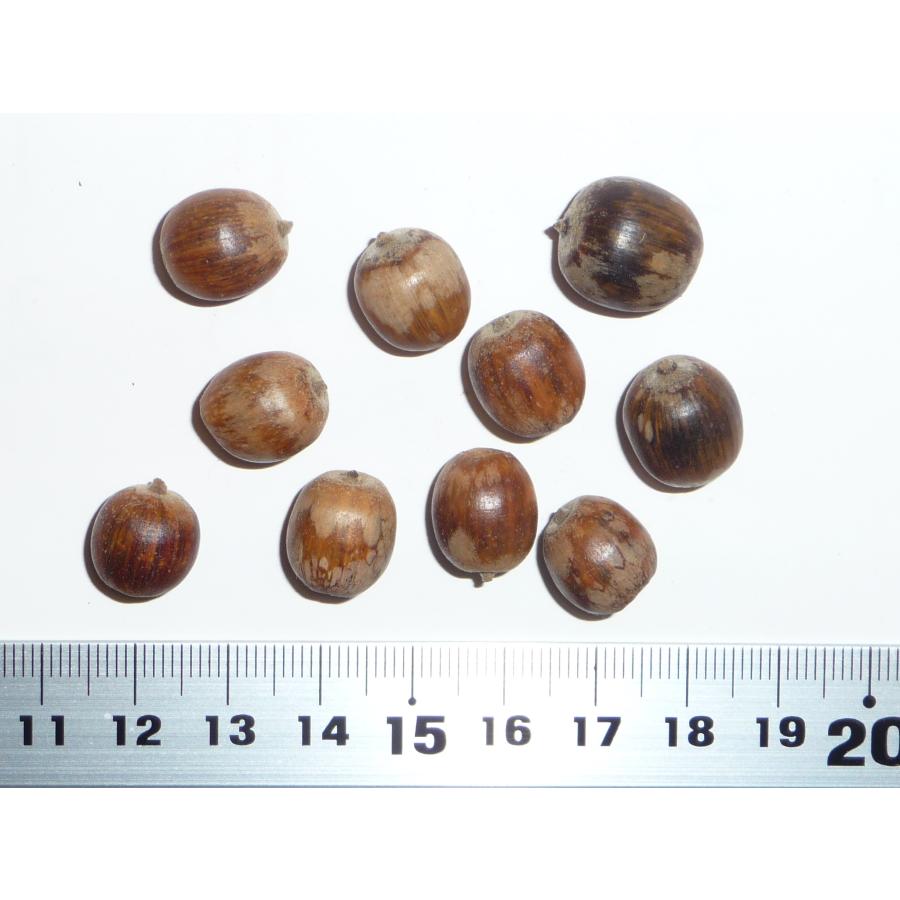 ポストオーク 種子10粒 Post oak 10 seeds : H.I.Tree C’s Yahoo!店 - 通販 - Yahoo!ショッピング