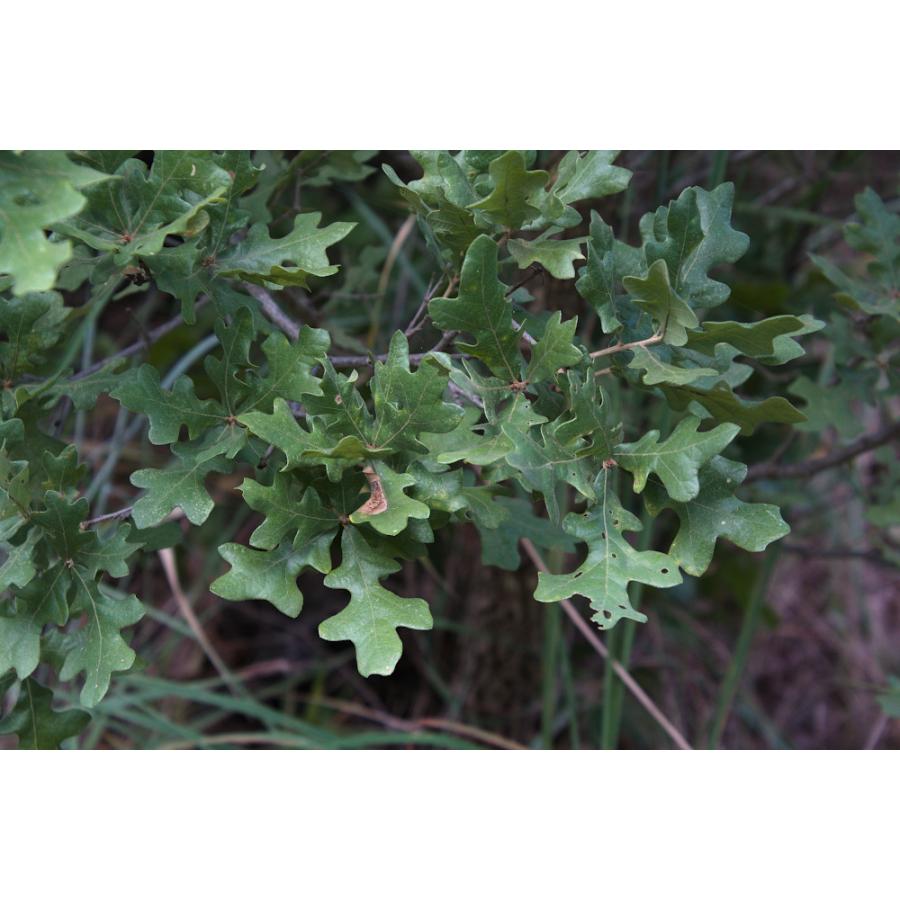 ポストオーク 種子10粒 Post oak 10 seeds : H.I.Tree C’s Yahoo!店 - 通販 - Yahoo!ショッピング