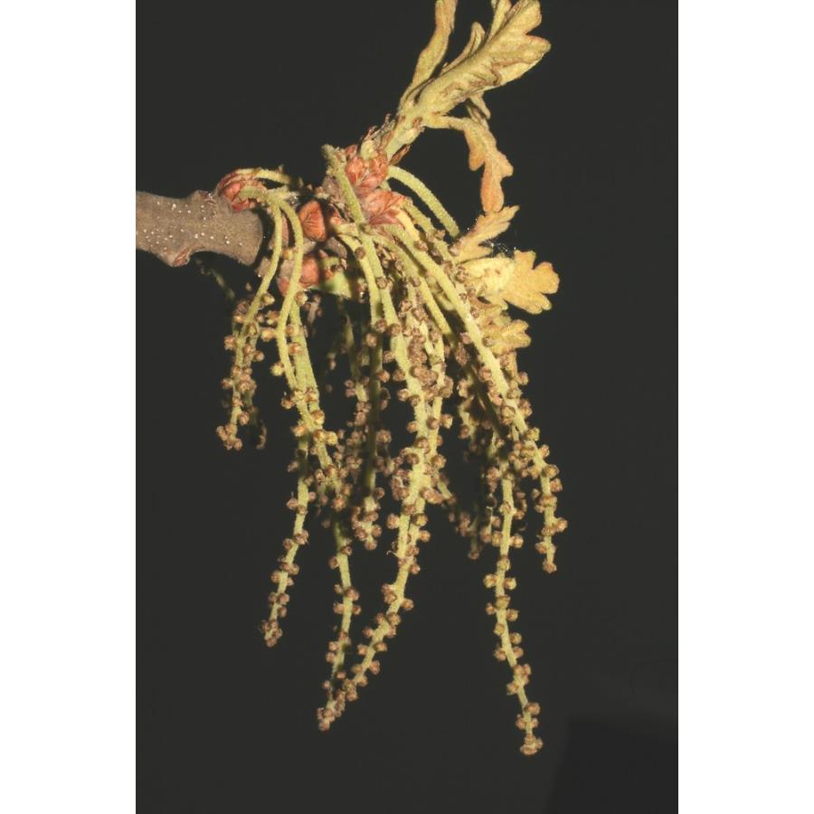 ポストオーク 種子10粒 Post oak 10 seeds : H.I.Tree C’s Yahoo!店 - 通販 - Yahoo!ショッピング