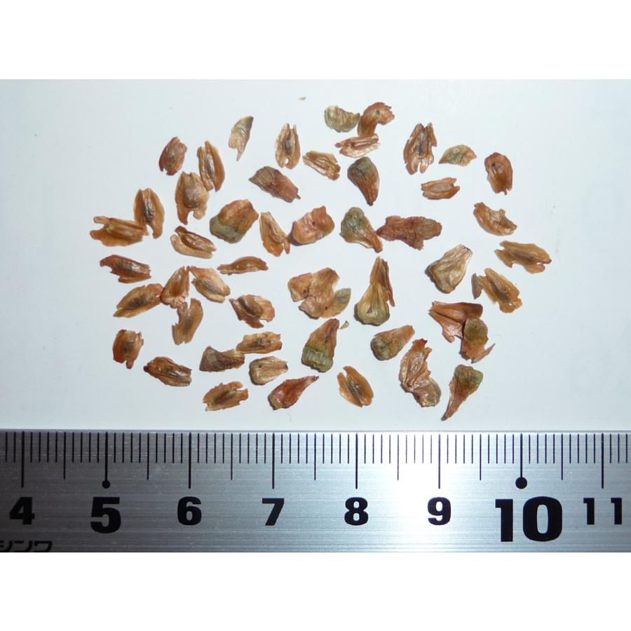 タイワンスギ＜台湾杉＞ 種子50粒 Chinese coffin tree 50 seeds : H.I.Tree C’s Yahoo!店 ...