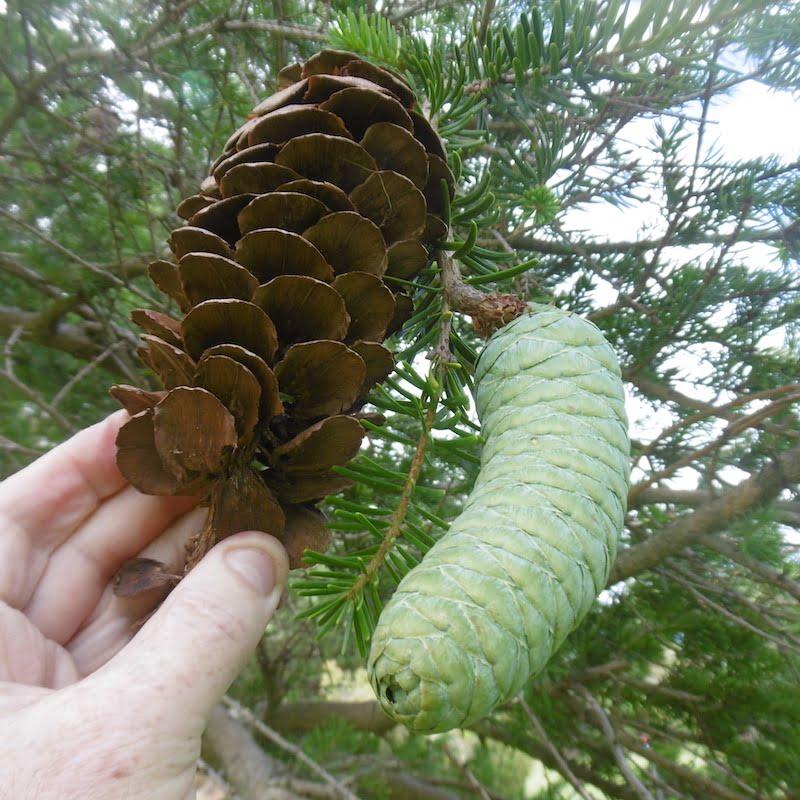 フッケンユサン＜福建油杉＞ 種子20粒 Fortune's keteleeria 20 seeds : H.I.Tree C’s Yahoo!店 - 通販 - Yahoo!ショッピング