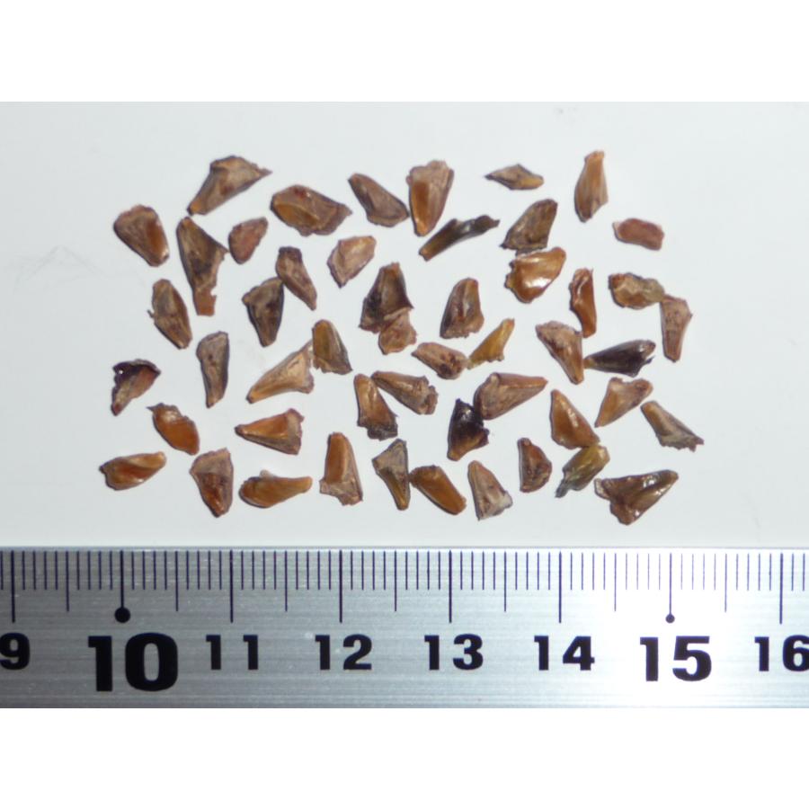 ブルーバルサムモミ 種子50粒 Cook's blue balsam fir 50 seeds : H.I.Tree C’s Yahoo!店 ...