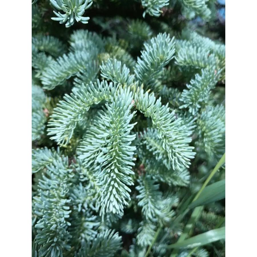 ブルーバルサムモミ 種子50粒 Cook's blue balsam fir 50 seeds : H.I.Tree C’s Yahoo!店 ...