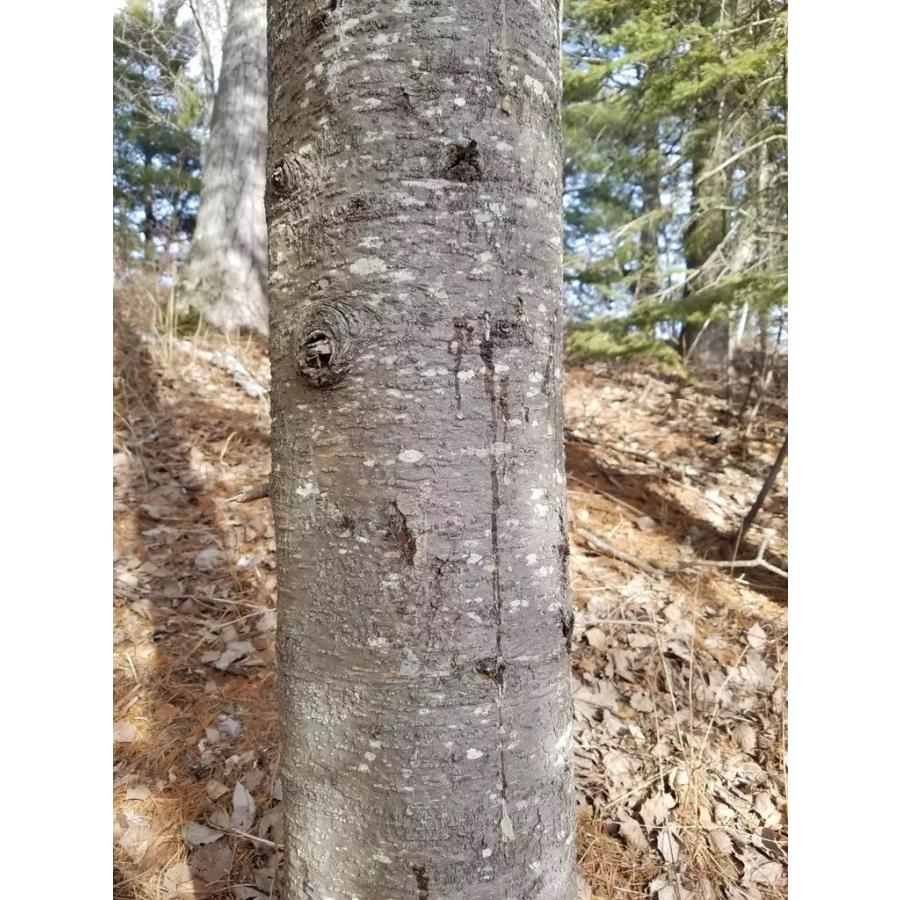 ブルーバルサムモミ 種子50粒 Cook's blue balsam fir 50 seeds : H.I.Tree C’s Yahoo!店 ...