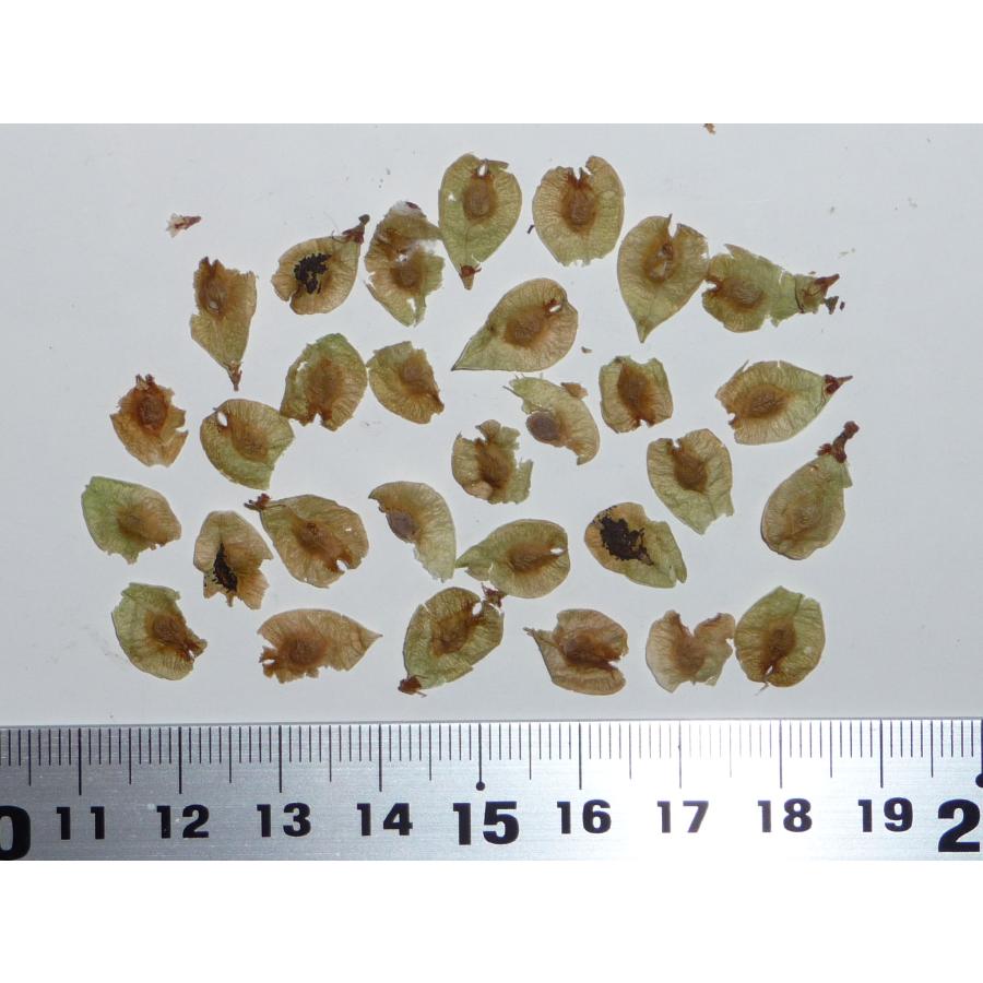 ハルニレ＜春楡＞ 種子30粒 Japanese elm 30 seeds : 103593942546 : H.I.Tree C’s Yahoo!店 - 通販 - Yahoo!ショッピング