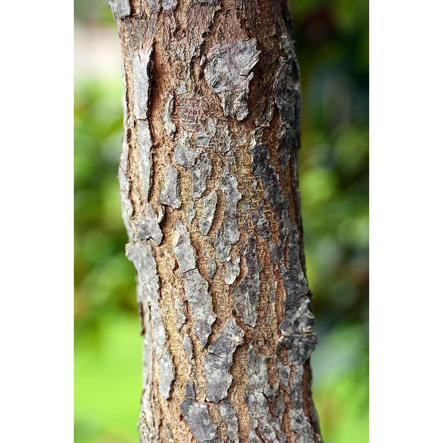 ハルニレ＜春楡＞ 種子30粒 Japanese elm 30 seeds : 103593942546 : H.I.Tree C’s Yahoo!店 - 通販 - Yahoo!ショッピング