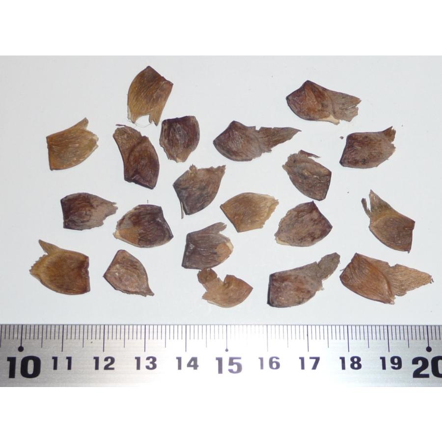 シュウェドラーカエデ（銅葉ノルウェーカエデ） 種子20粒 Schwedler's maple 20 seeds : H.I.Tree C’s ...