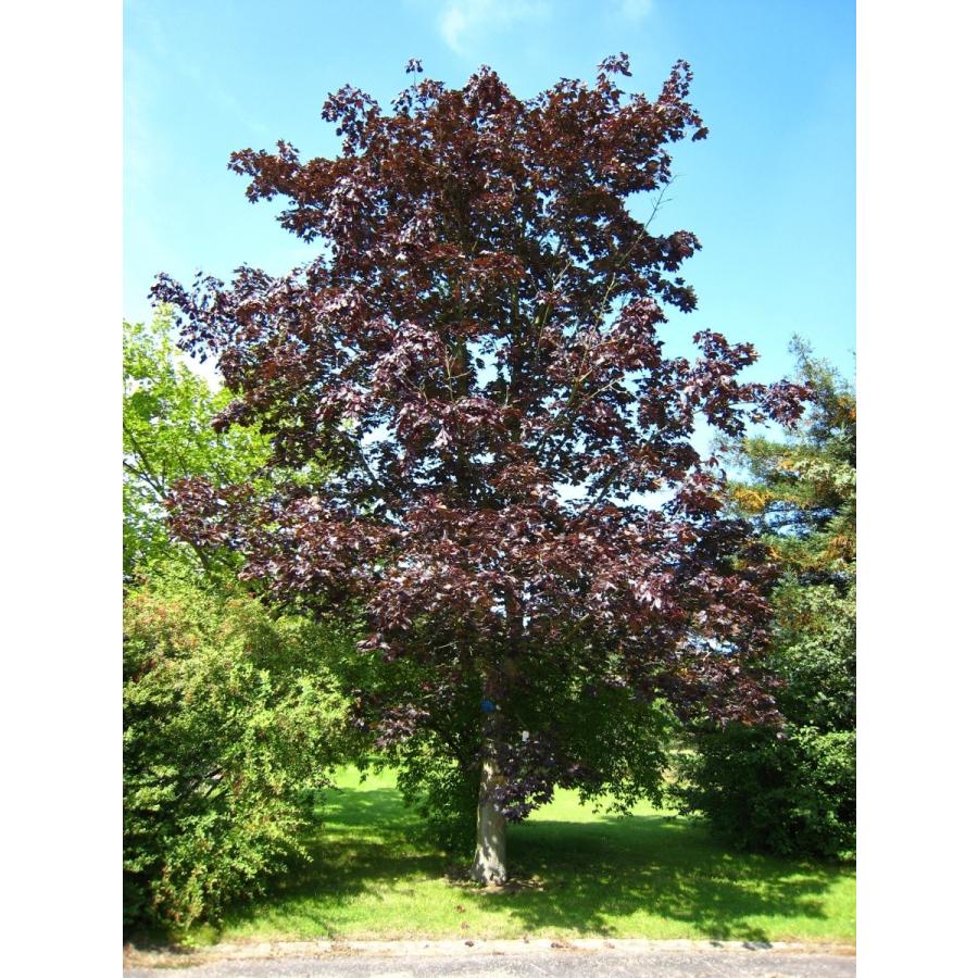 シュウェドラーカエデ（銅葉ノルウェーカエデ） 種子20粒 Schwedler's maple 20 seeds : H.I.Tree C’s ...