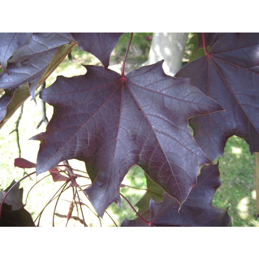 シュウェドラーカエデ（銅葉ノルウェーカエデ） 種子20粒 Schwedler's maple 20 seeds : H.I.Tree C’s ...
