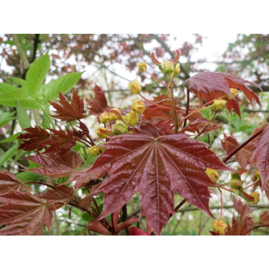 シュウェドラーカエデ（銅葉ノルウェーカエデ） 種子20粒 Schwedler's maple 20 seeds : H.I.Tree C’s ...