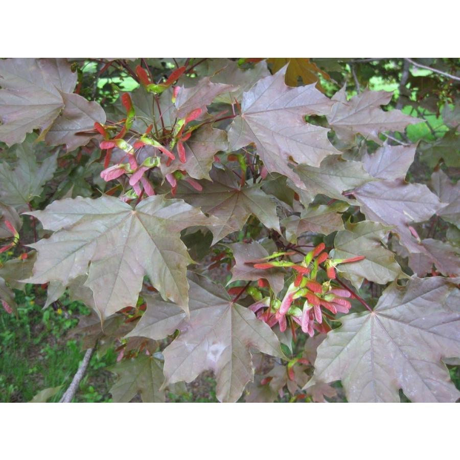 シュウェドラーカエデ（銅葉ノルウェーカエデ） 種子20粒 Schwedler's maple 20 seeds : H.I.Tree C’s ...