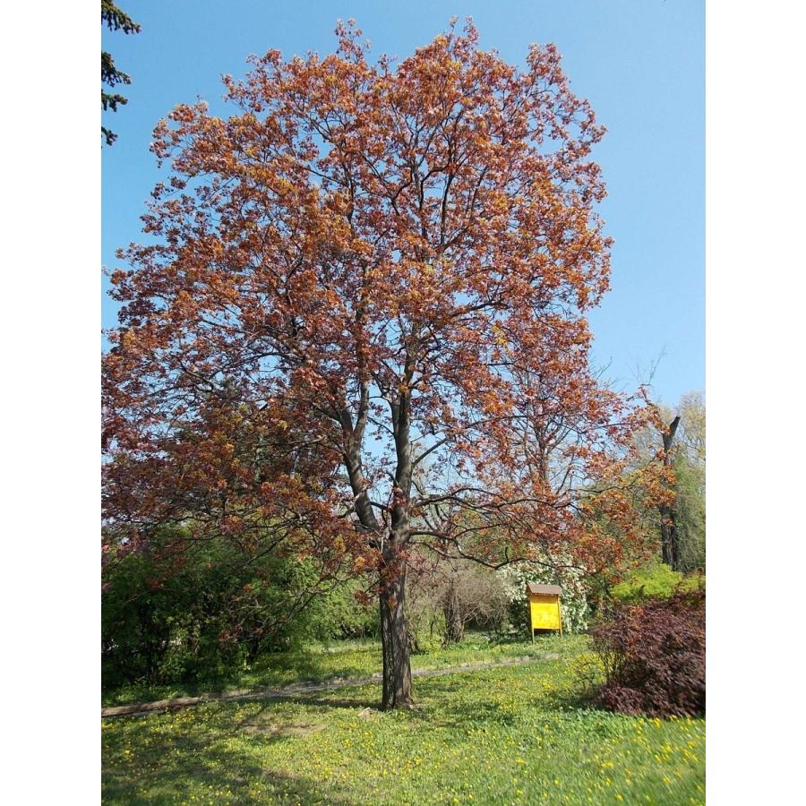 シュウェドラーカエデ（銅葉ノルウェーカエデ） 種子20粒 Schwedler's maple 20 seeds : H.I.Tree C’s ...