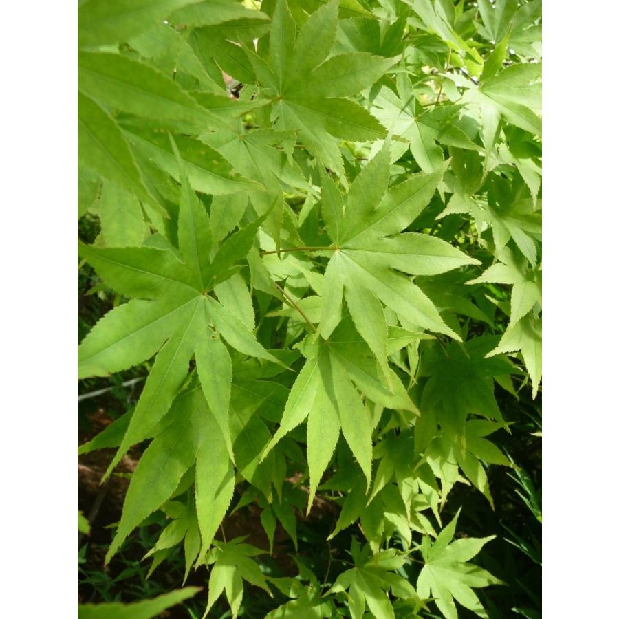モミジ・シュウカ＜秋華＞ 種子20粒 Shuka Japanese maple 20 seeds 〜 国内仕入れ品 : H.I.Tree C ...