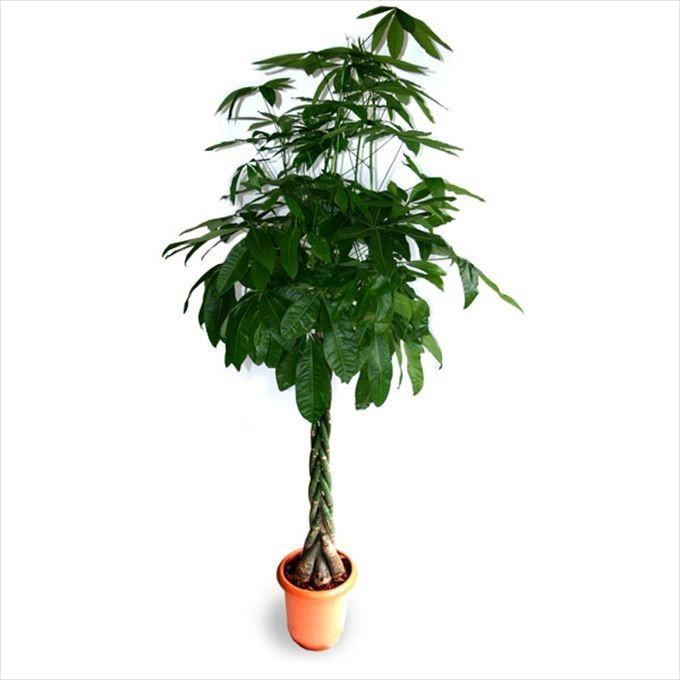 観葉植物 パキラ 中鉢(8号) 鉢皿付き 贈り物 ギフト 贈答 観葉植物 パキラ 中鉢(8号) 鉢皿付き 贈り物 ギフト 贈答