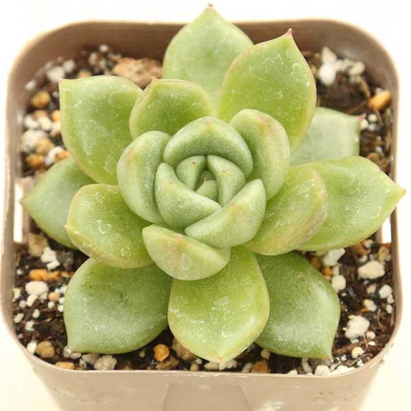 多肉植物 エケベリア ホワイトローズ 7.5cmポット苗 : ハニーミント - 通販 - Yahoo!ショッピング