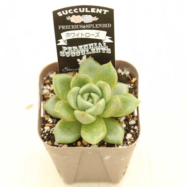 多肉植物 エケベリア ホワイトローズ 7.5cmポット苗 : ハニーミント - 通販 - Yahoo!ショッピング