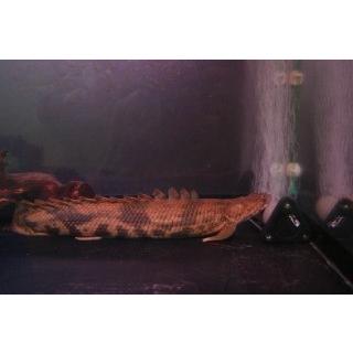 いぶきエアストーン 30φ×150＃150 : いぶきエアストーン - 通販 - Yahoo!ショッピング