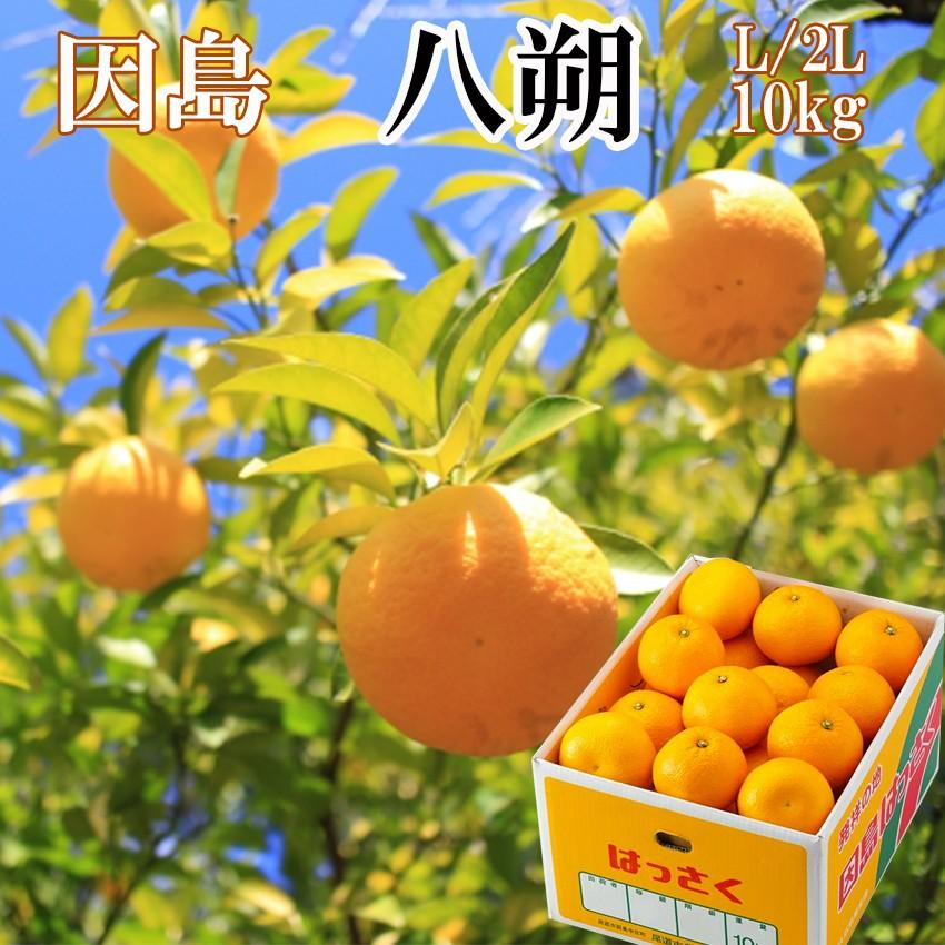 八朔 はっさく 因島 赤秀品 L-2L 10kg 広島 JA尾道市 因島選果場 ハッサク みかん : hassaku10-01 : 岡山市場工房 - 通販 - Yahoo!ショッピング
