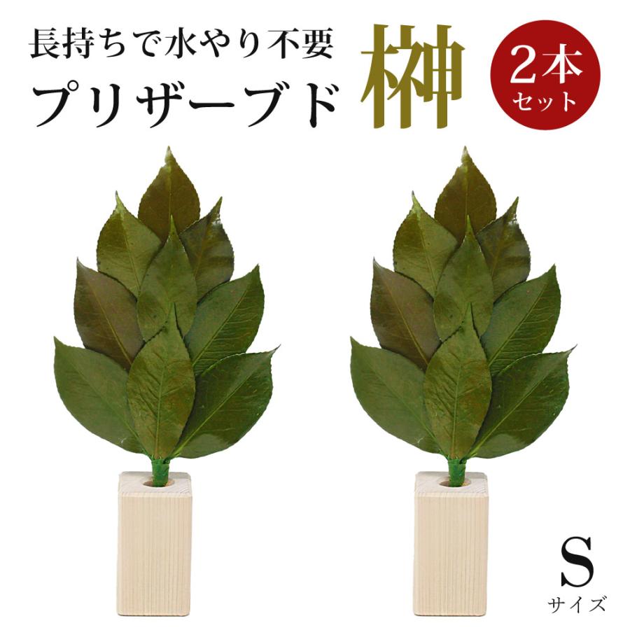 榊Sサイズ 2本セット 榊立て付き プリザーブド加工 榊 椿葉 神棚用 水やり不要 ST-002 : 壱番館STOREプレミアム - 通販 - Yahoo!ショッピング