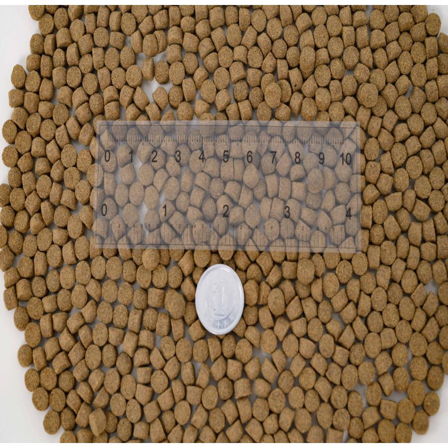 日清丸紅飼料 おとひめEP6(約5.4mm〜約6.4mm) 500g 沈降性(沈下性) 金魚 アロワナ 肉食魚に : 一貫堂 大阪府茨木市 - 通販 - Yahoo!ショッピング