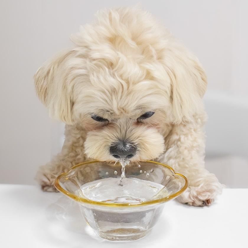 ケーピーエス 犬 歯磨き KPSマウスクリーナー 118ml/犬 デンタルケア 歯石 歯みがき 歯ブラシ KPS ポイント利用 お試し商品 サンプル : 犬用自然派おやつ専門店 ...