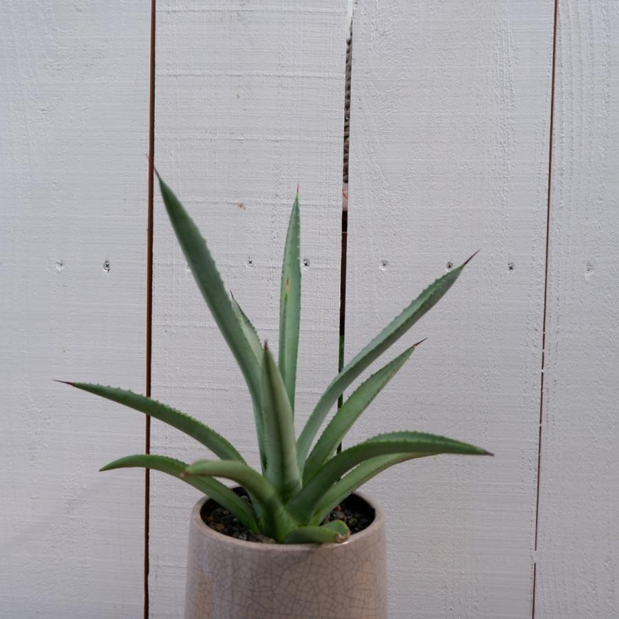 アガベ マクロアカンサ 陶器鉢 多肉植物 希少 観葉植物 現品 アガベ マクロアカンサ 陶器鉢 多肉植物 希少 観葉植物 現品