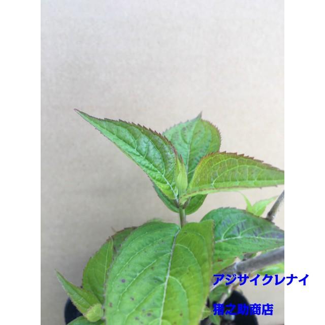 植木 アジサイ アマチャ ヤマアジサイ (紫陽花 紅) 13.5p 30本 樹高0.3m前後 植木 苗木 シンボルツリー 生垣 : 猪之助商店 - 通販 - Yahoo!ショッピング