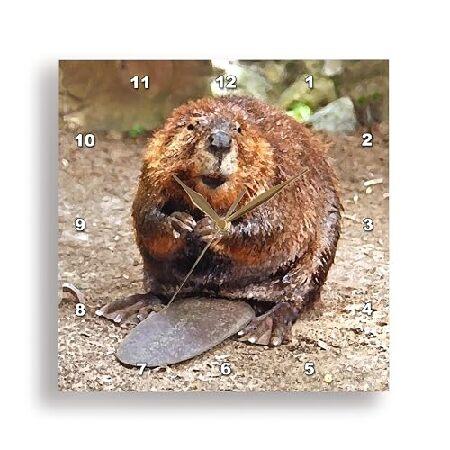 【並行輸入品】 3dRose LLC Beaver 10 by 10-Inch Wall Clock : インタートレーディング - 通販 ...