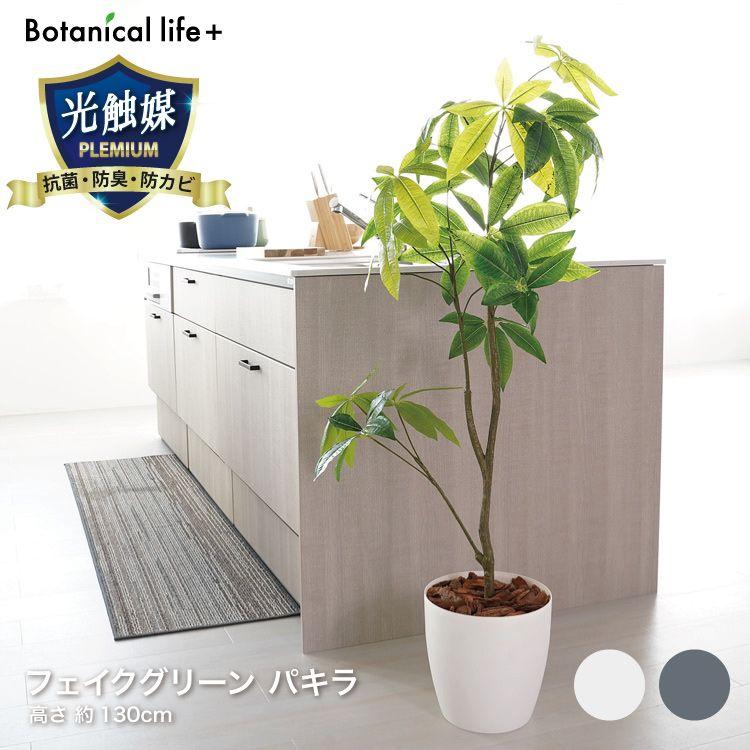 パキラ 23027 (代引不可)(TD) : アイリスプラザ Yahoo!店 - 通販 - Yahoo!ショッピング