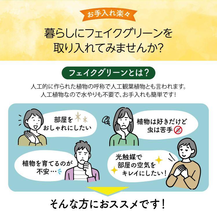 パキラ 23027 (代引不可)(TD) : アイリスプラザ Yahoo!店 - 通販 - Yahoo!ショッピング