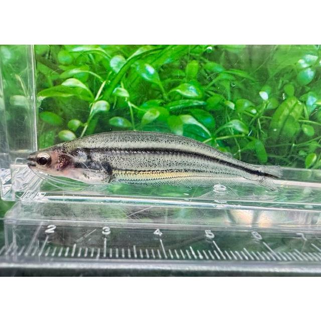 (A135)アフリカングラスキャット ±6cm : irodori.AQUA - 通販 - Yahoo!ショッピング