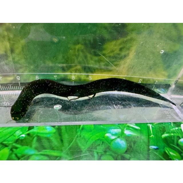 (A148）レピドシレンパラドクサ : irodori.AQUA - 通販 - Yahoo!ショッピング