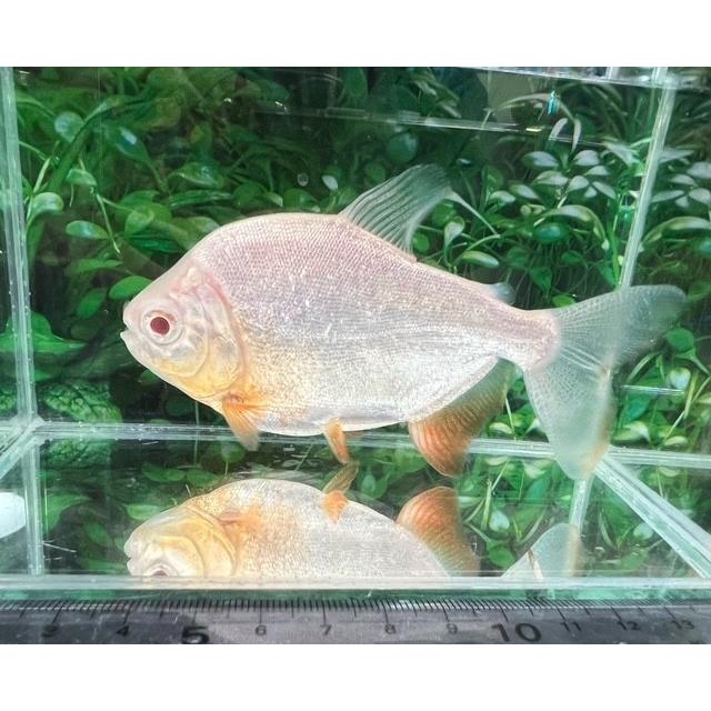 (A151)アルビノレッドパクーS ±13cm : irodori.AQUA - 通販 - Yahoo!ショッピング