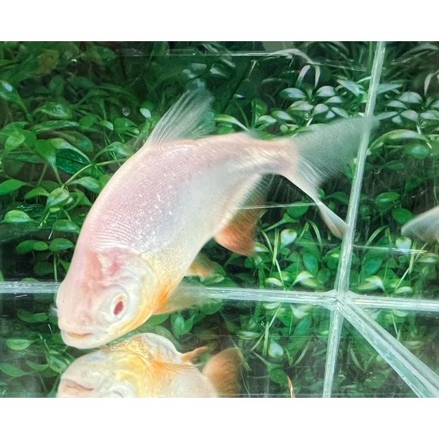 (A151)アルビノレッドパクーS ±13cm : irodori.AQUA - 通販 - Yahoo!ショッピング