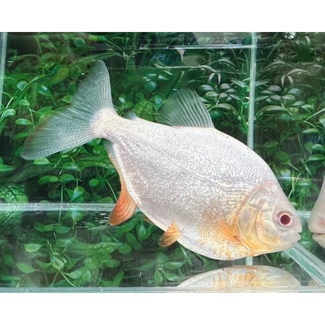 (A151)アルビノレッドパクーS ±13cm : irodori.AQUA - 通販 - Yahoo!ショッピング