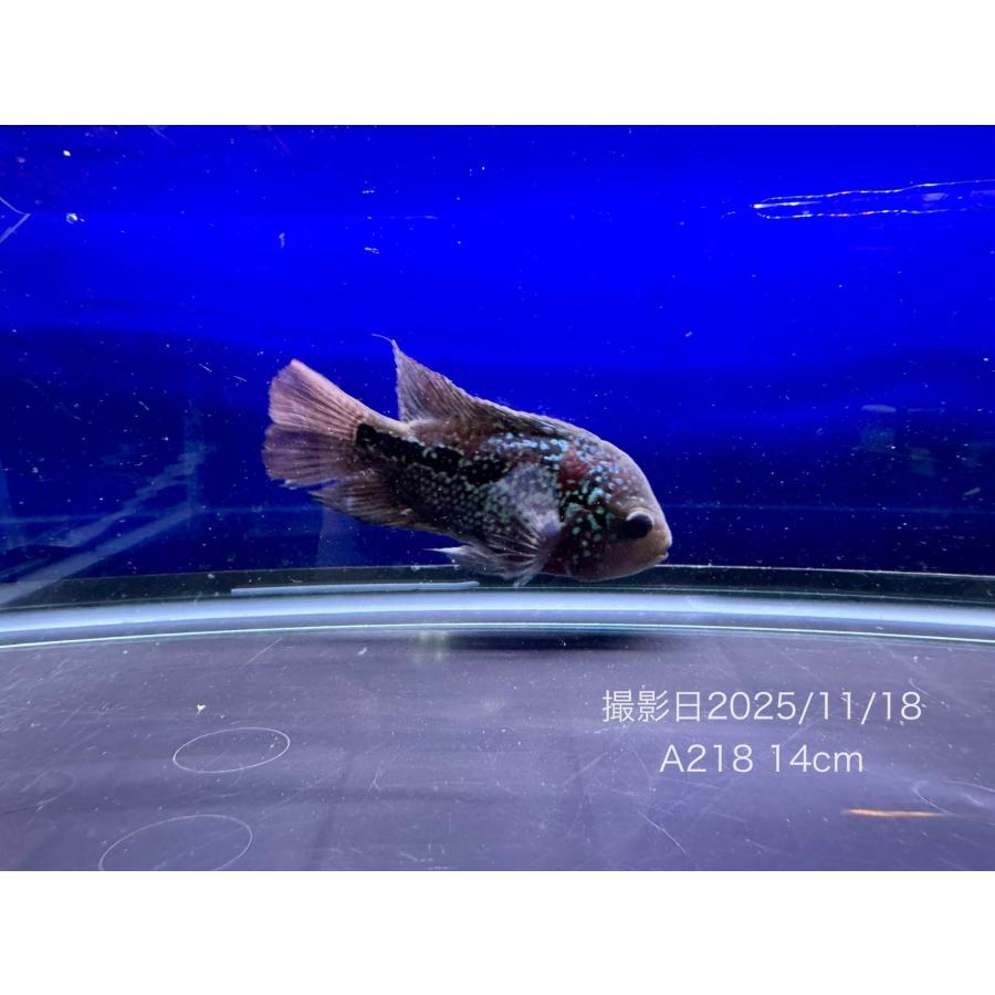 (A218)希少！産卵経験あり！フラワーホーン カムファ メス ±14cm ※難あり : irodori.AQUA - 通販 - Yahoo!ショッピング